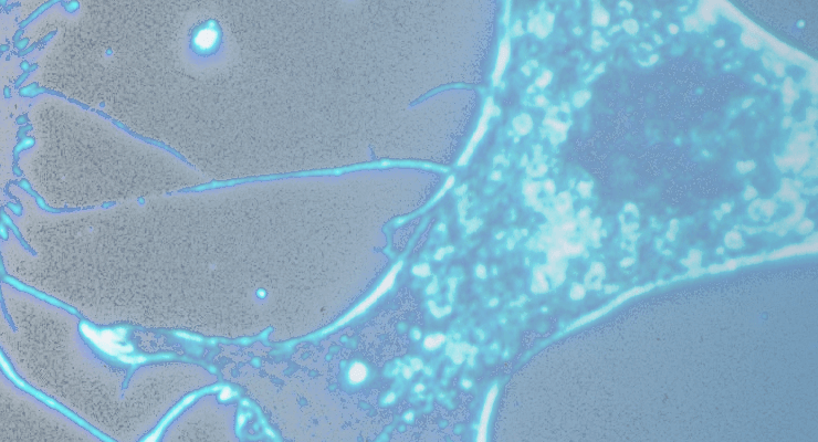 Misidentified Cell Lines – ICLAC