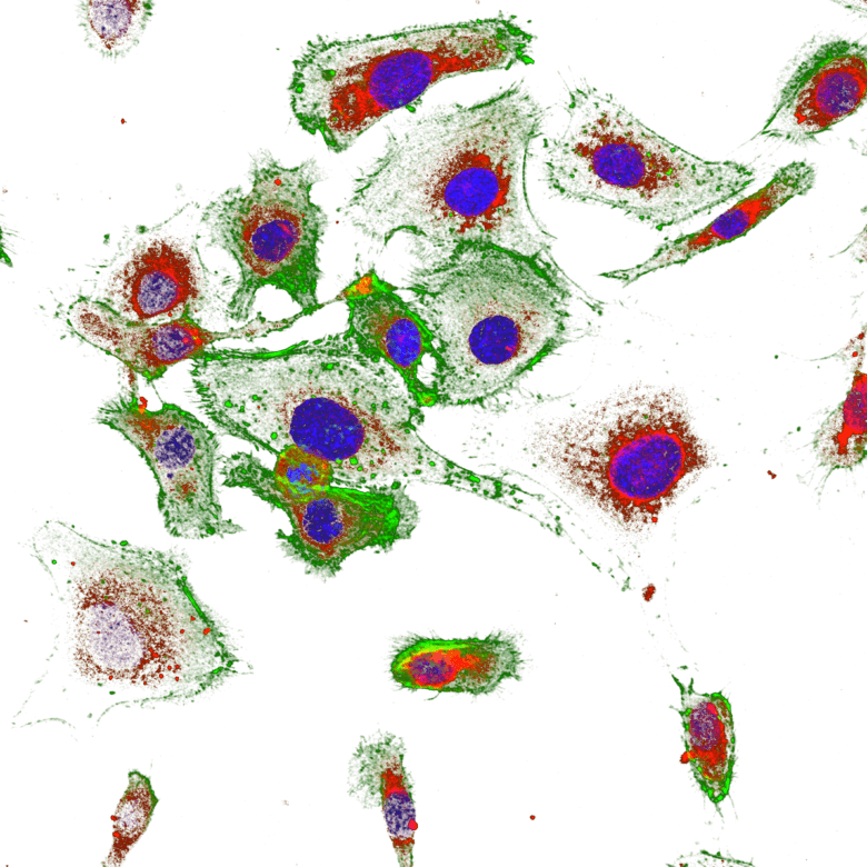 Guide to Mouse Cell Line Authentication – ICLAC
