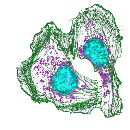 Guide to Human Cell Line Authentication – ICLAC